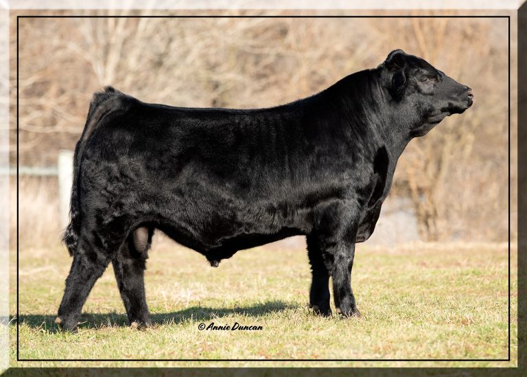 2020 VA Beef Expo Simmental Sale Consignment | Powell's Valley Simmentals